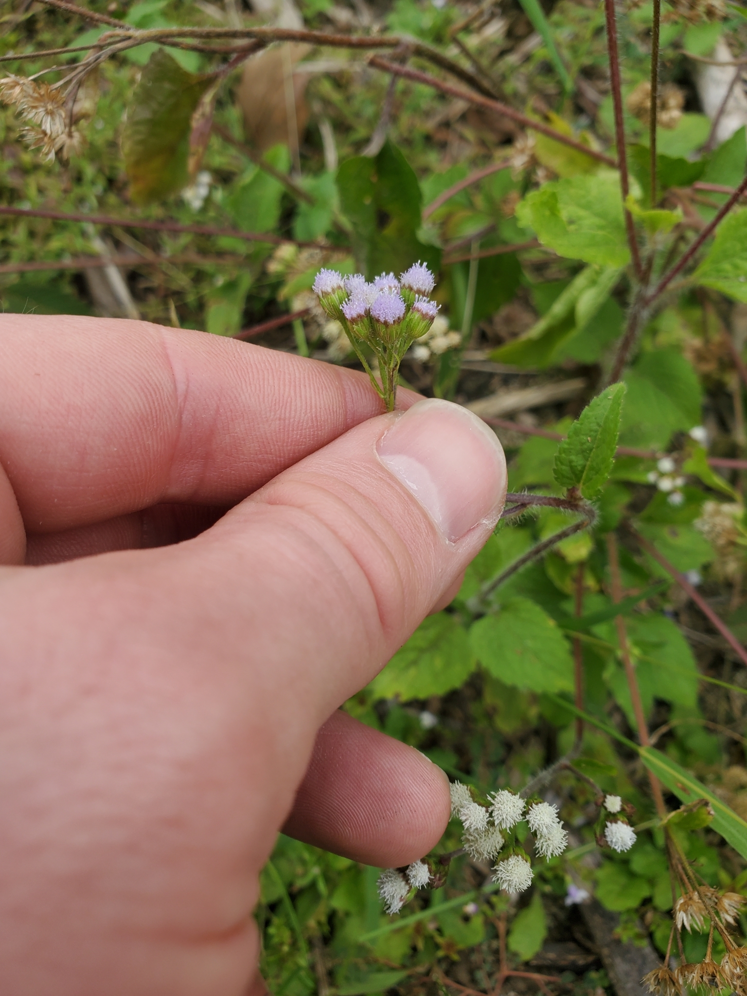 Ageratum conyzoides L.