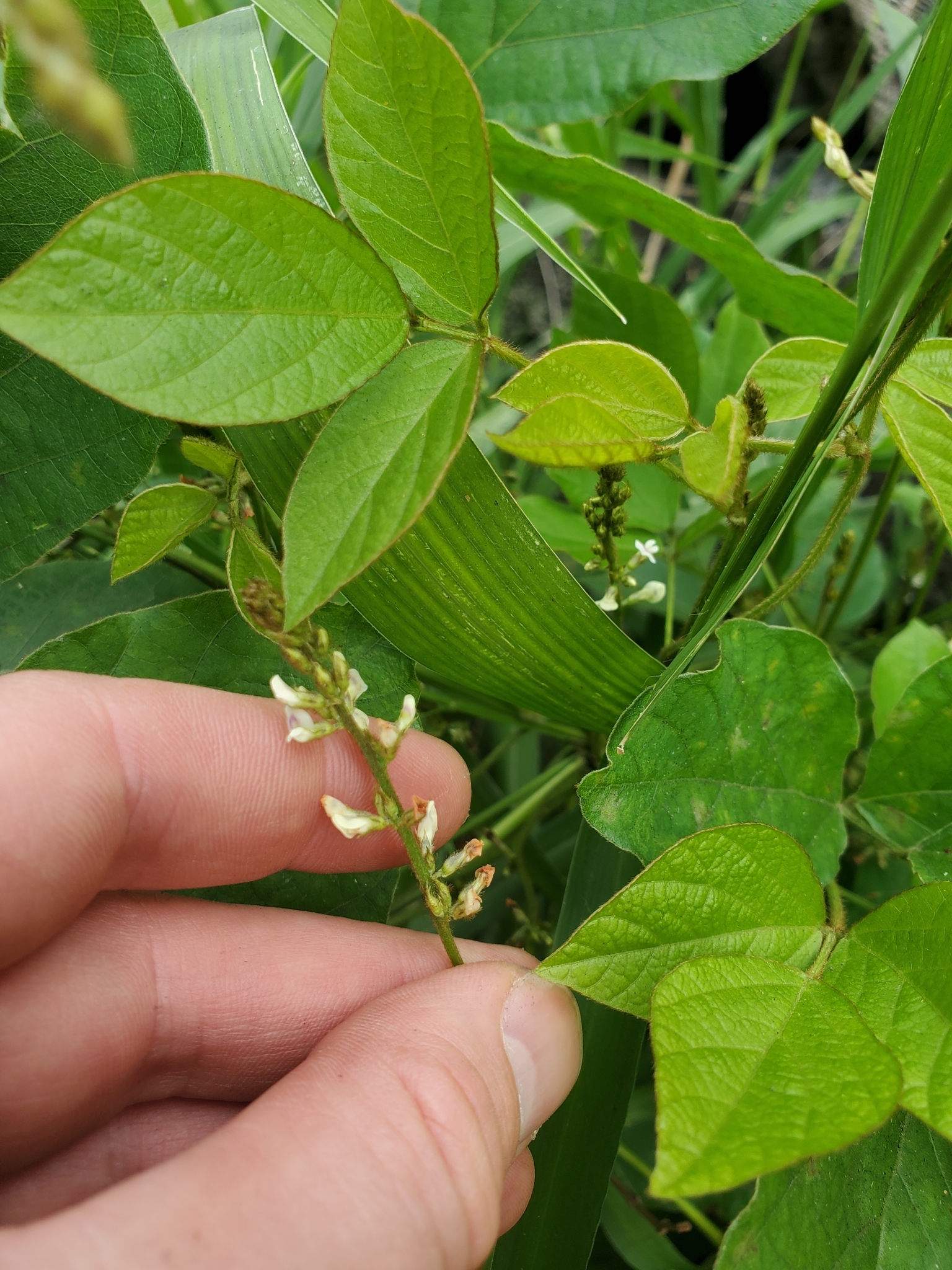 Neonotonia J.A.Lackey