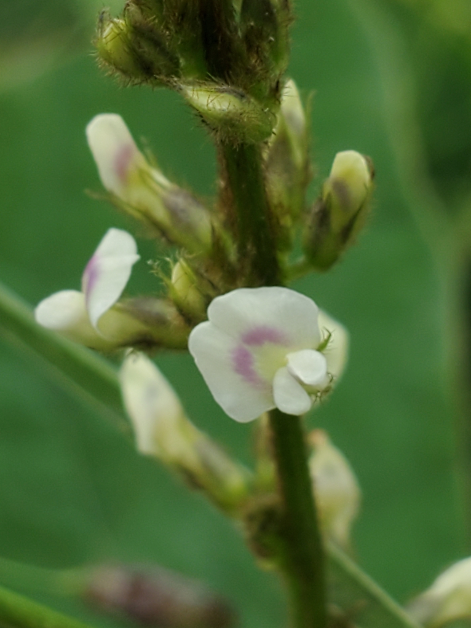 Neonotonia J.A.Lackey