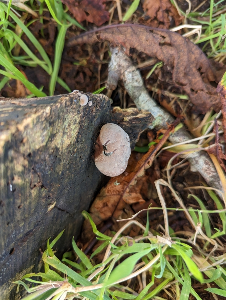 Artist's Brackets, Reishi, and Allies in January 2023 by Owen Gale ...