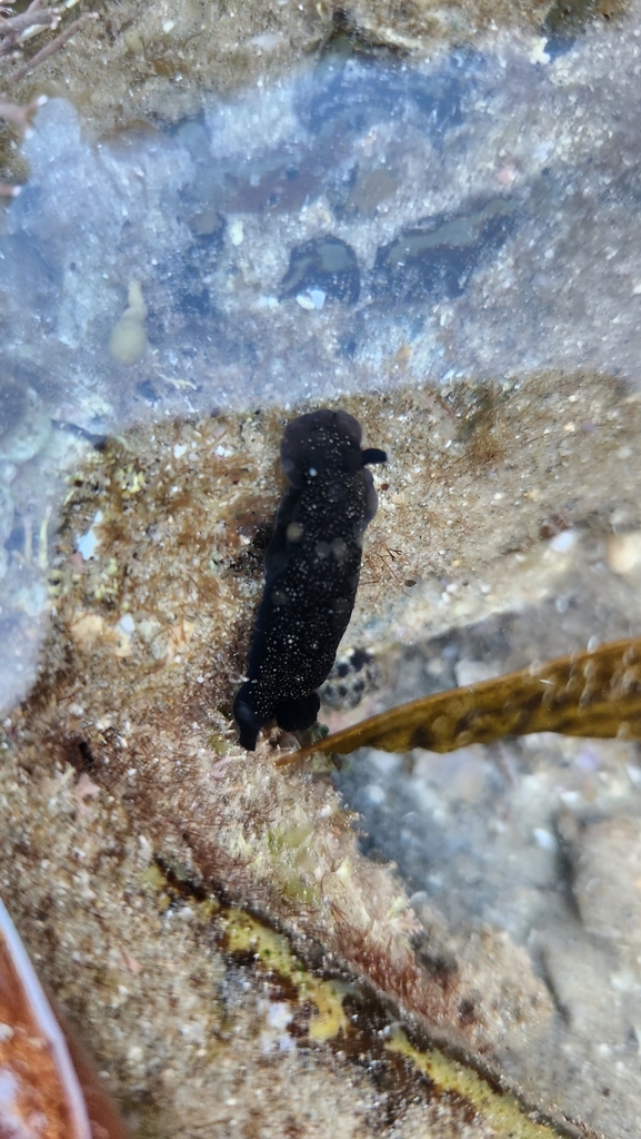 Black Doris from Barcoongere NSW 2460, Australia on January 11, 2023 by ...