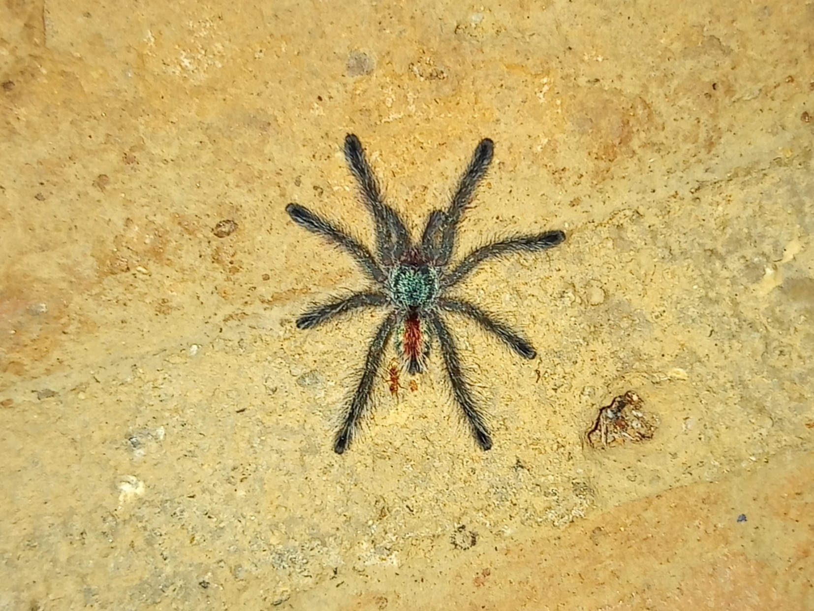 Theraphosidae