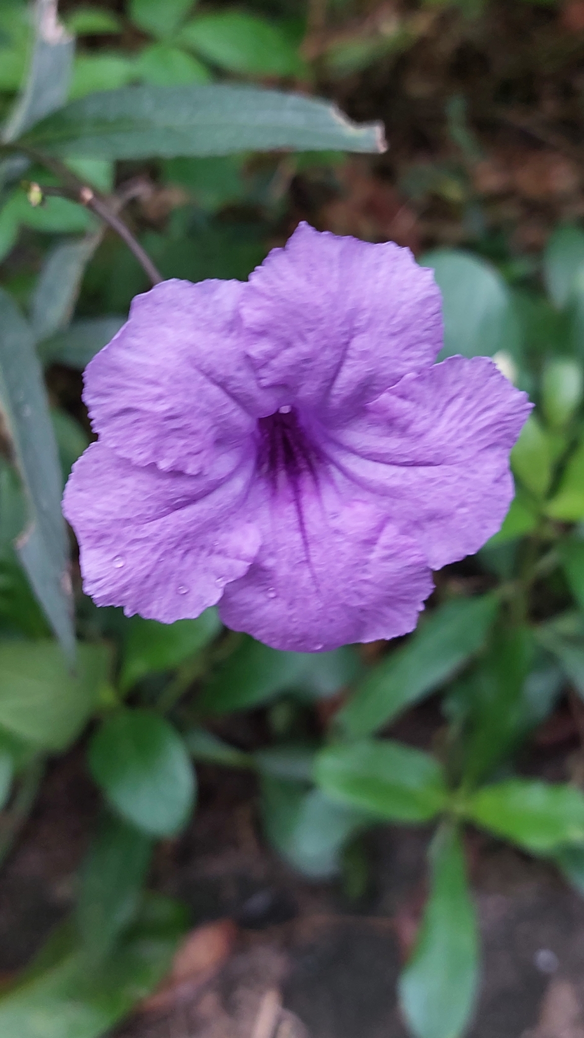 Ruellia simplex Wright