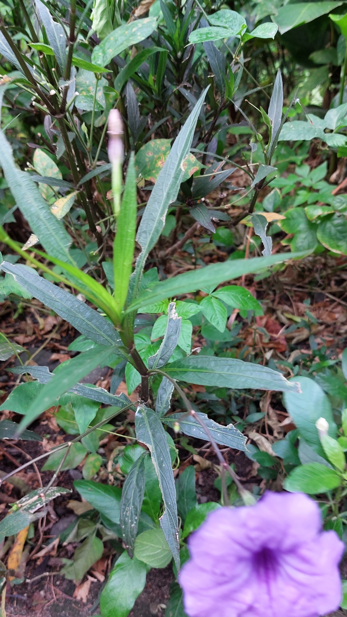 Ruellia simplex Wright