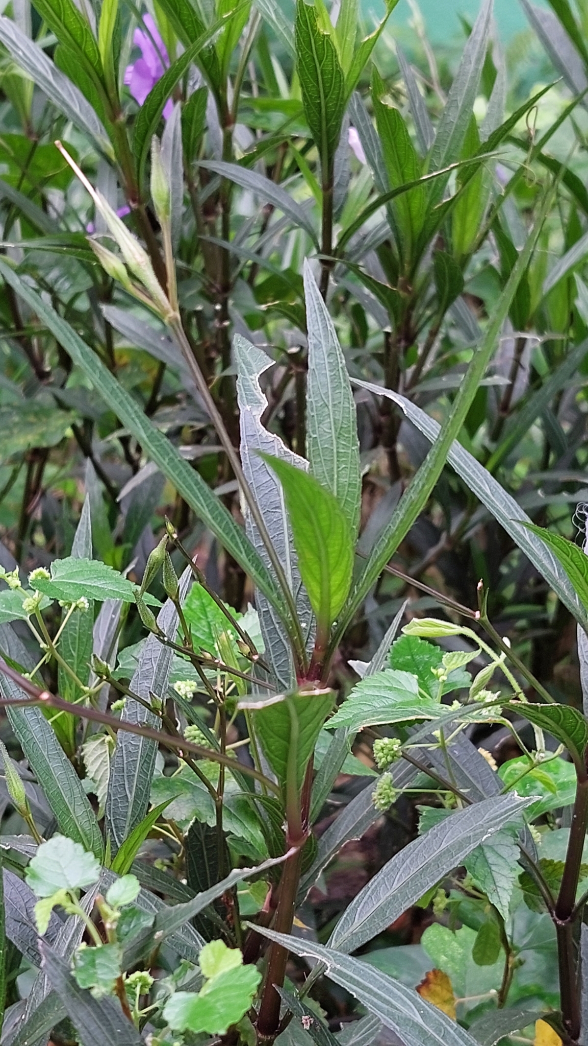 Ruellia simplex Wright