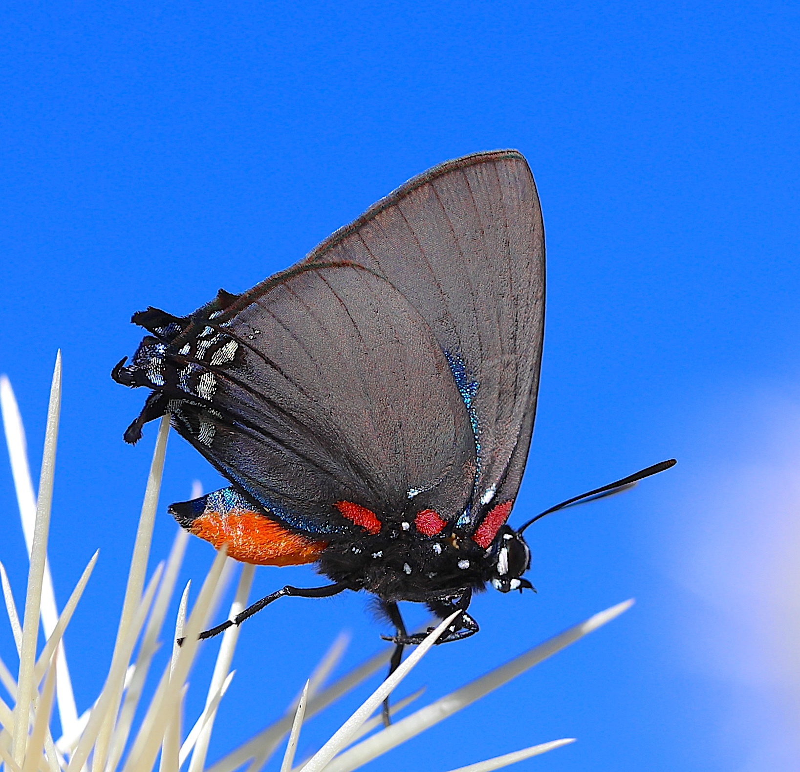 Atlides Hübner, 1819