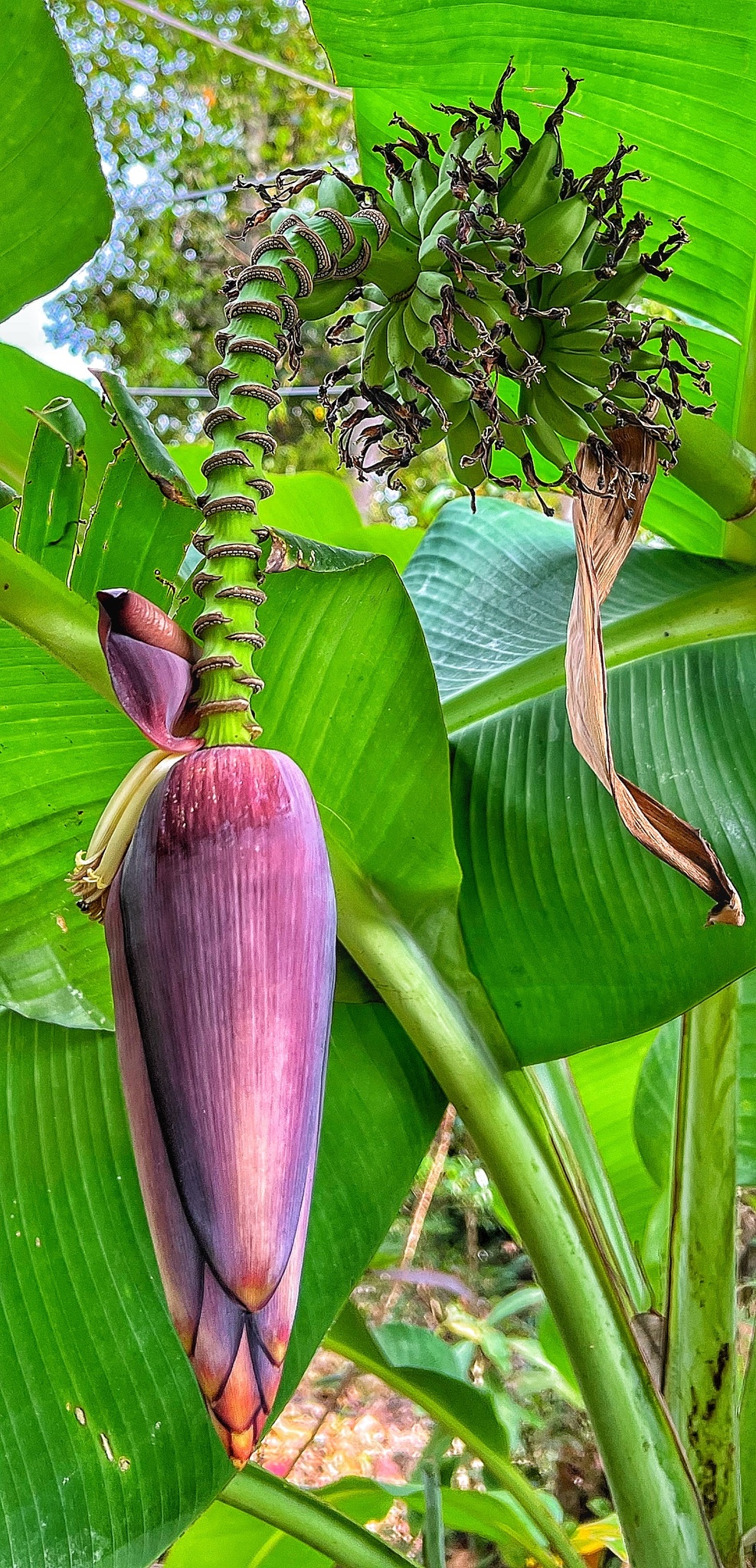Musa acuminata Colla