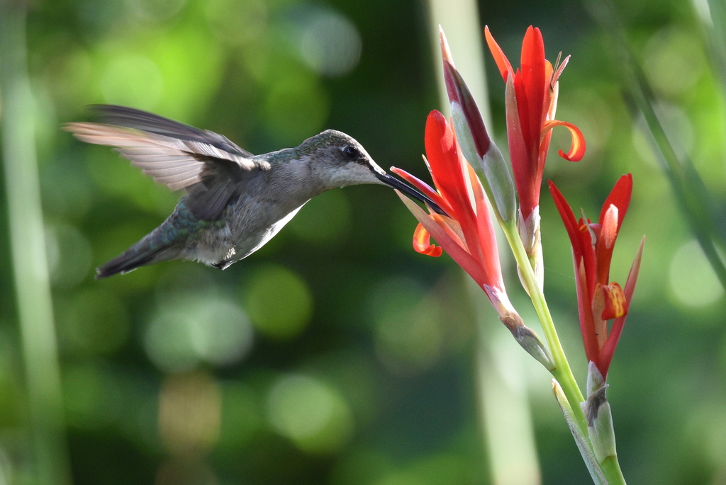 Ruby-throated Hummingbird from Paget Parish, Bermuda on January 10 ...