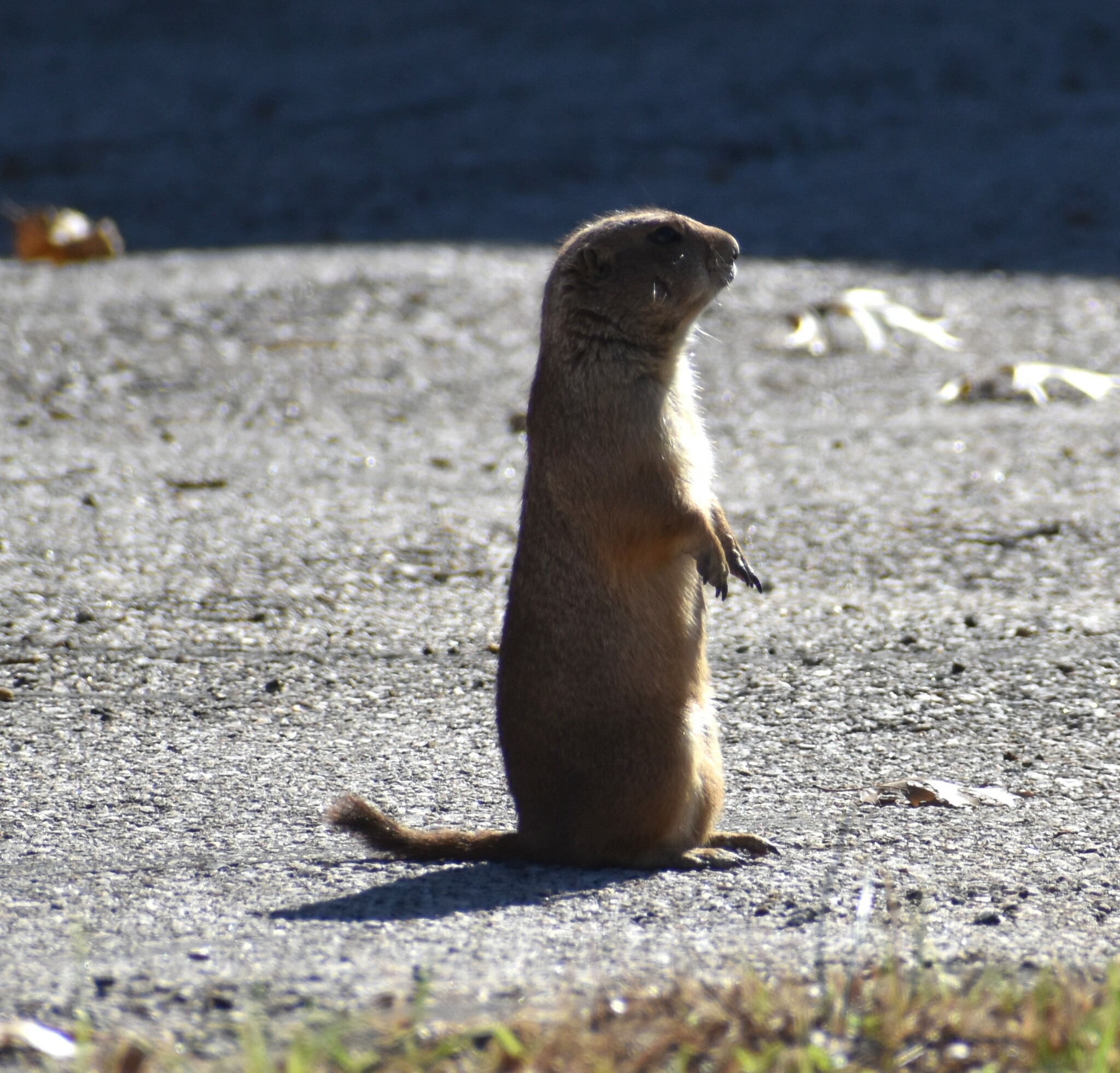 Cynomys ludovicianus (Ord, 1815)