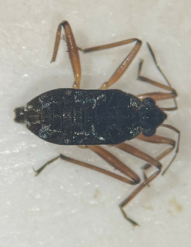 Microvelia californiensis in January 2023 by Matthew Pintar · iNaturalist