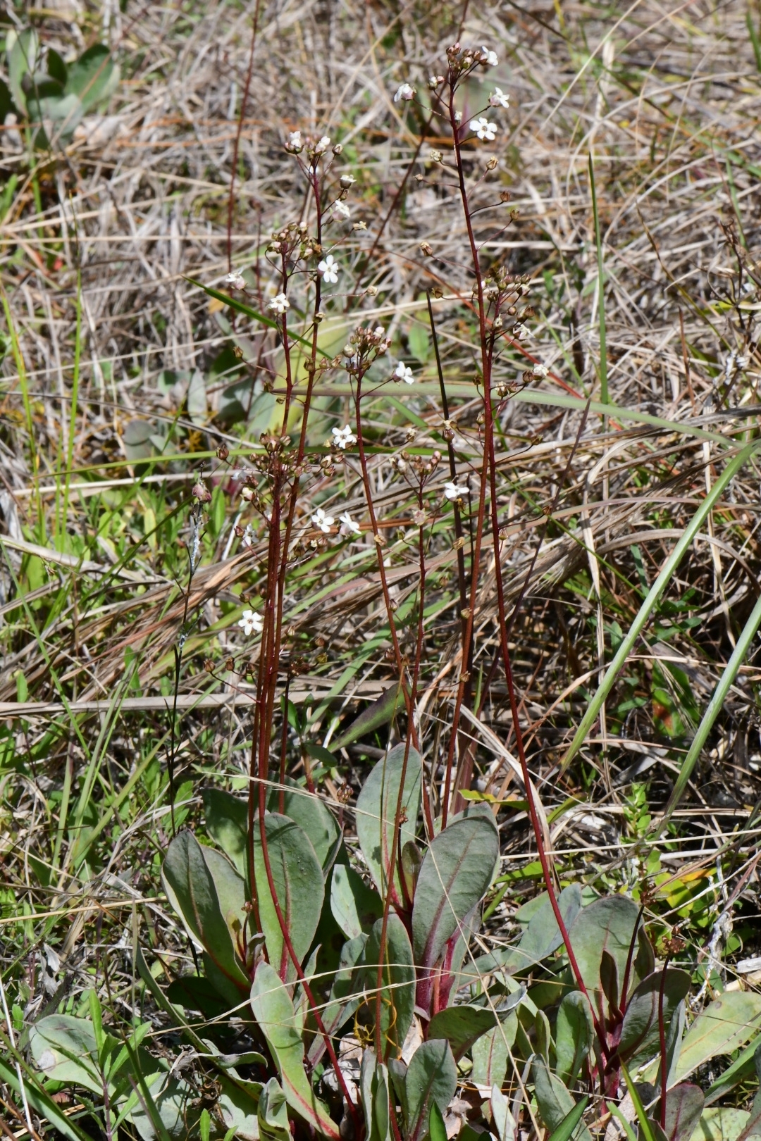 Samolus ebracteatus Kunth
