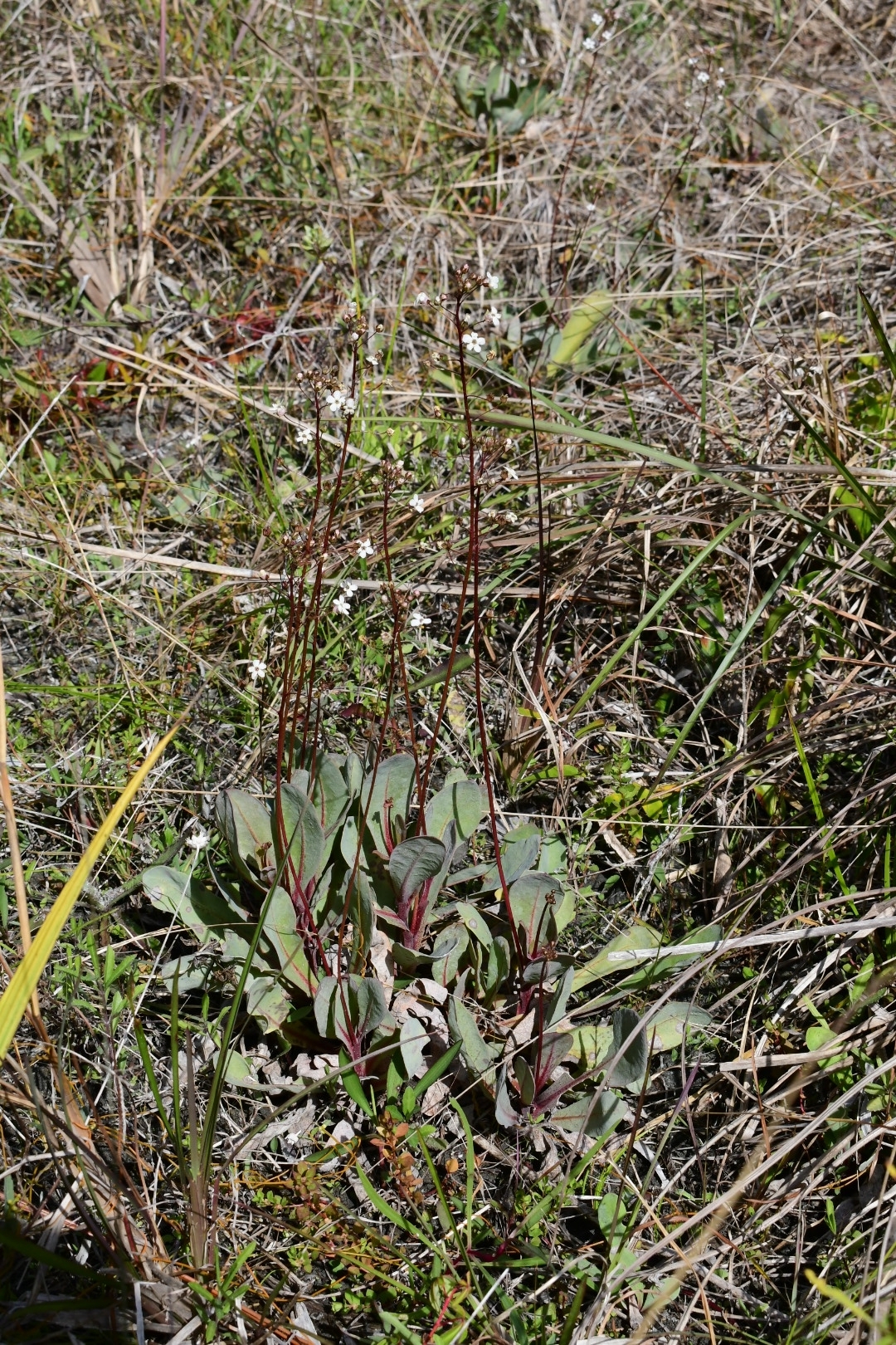 Samolus ebracteatus Kunth