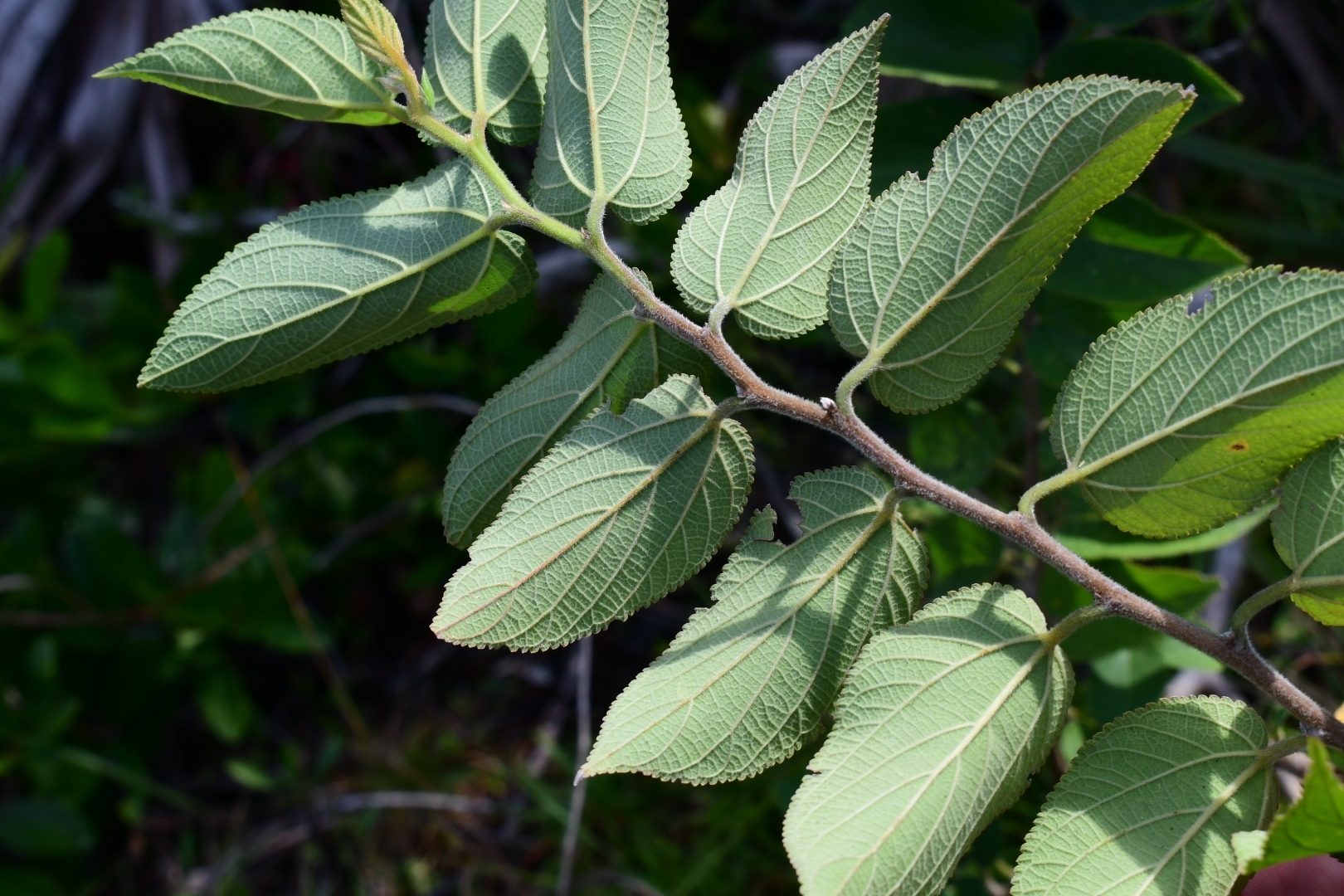 Trema micrantha (L.) Blume