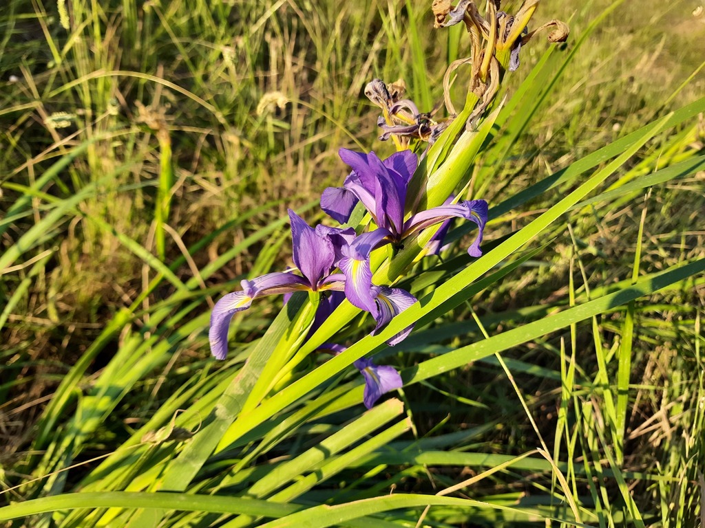 Iris notha from Derbentskiy rayon, Dagestan, Russia on June 14, 2022 at ...