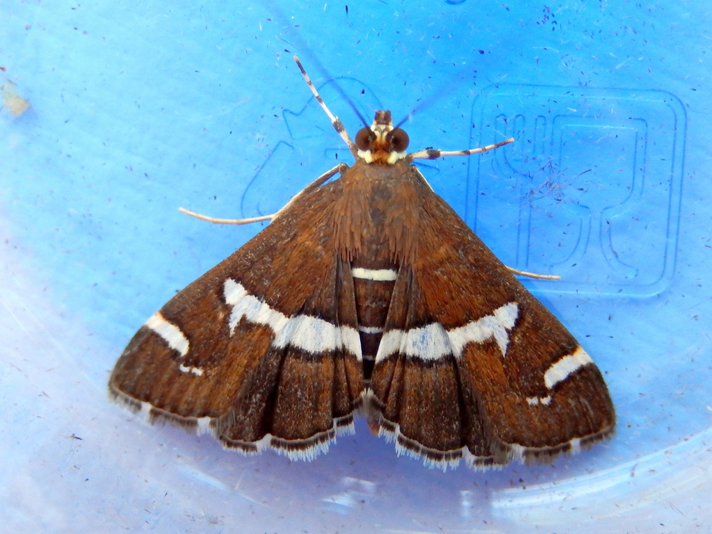 Hawaiian Beet Webworm Moth from Sydney NSW, Australia on January 12 ...