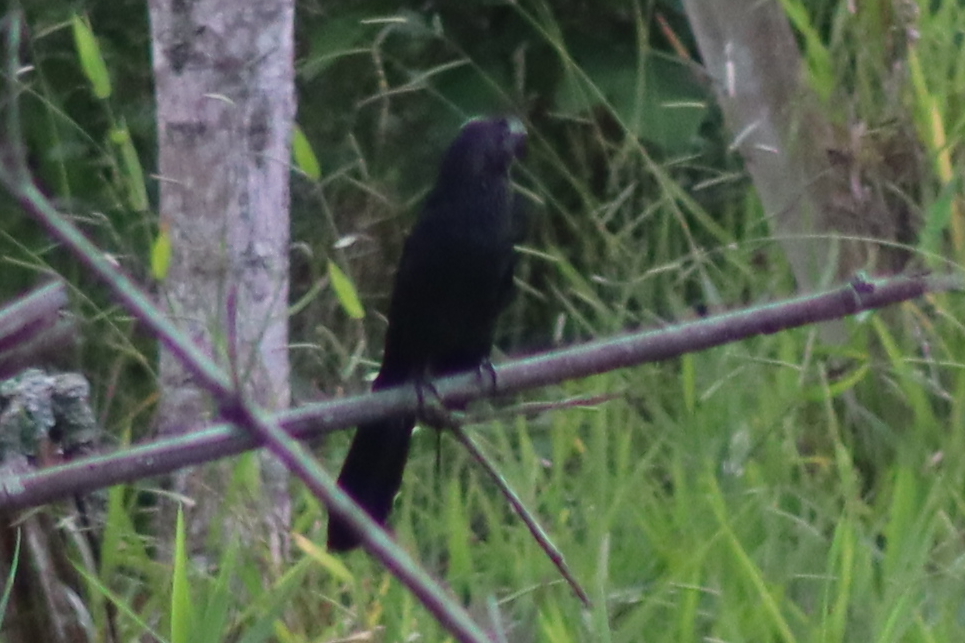 Crotophaga ani Linnaeus, 1758