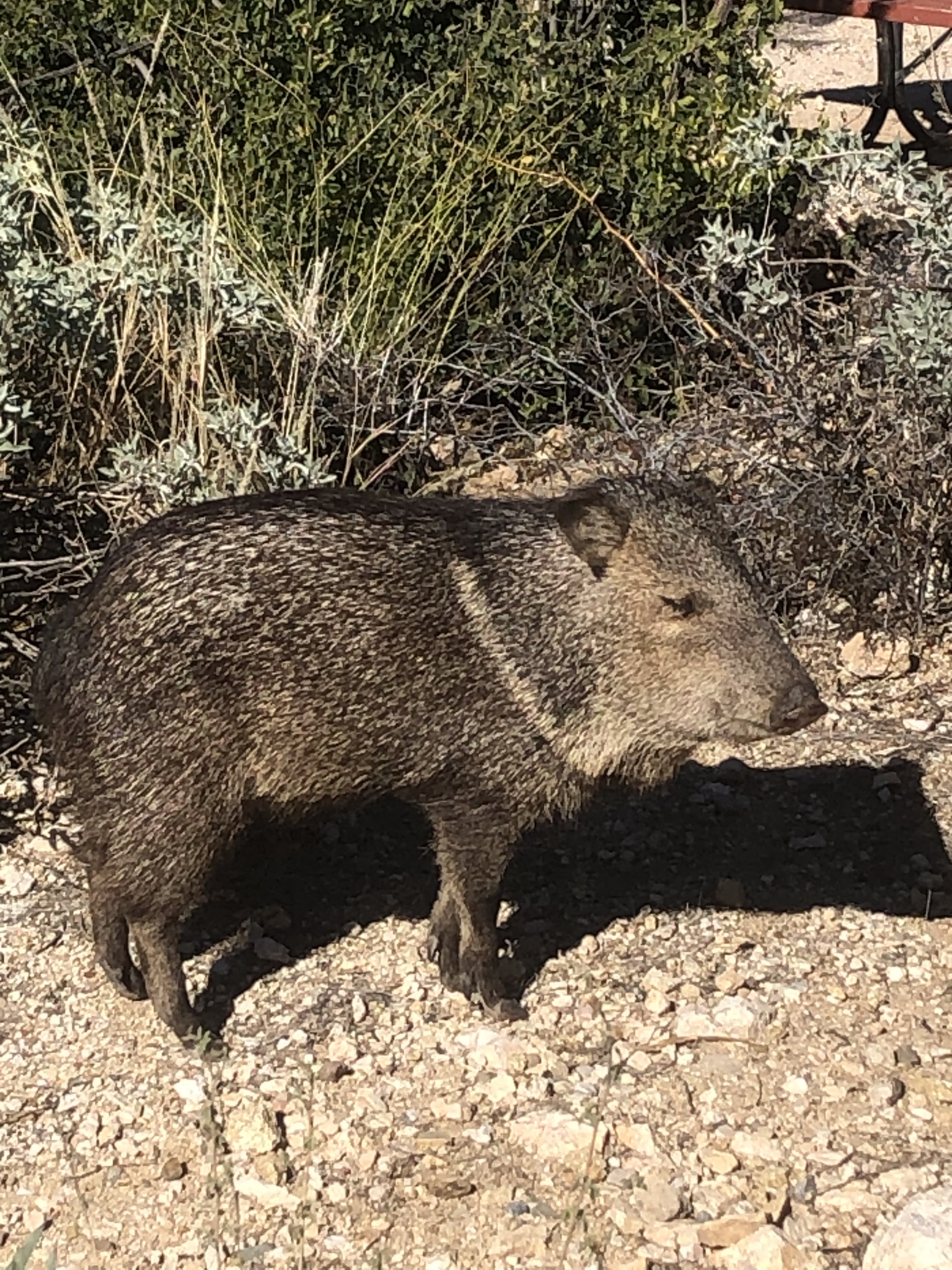 Pecari tajacu (Linnaeus, 1758)