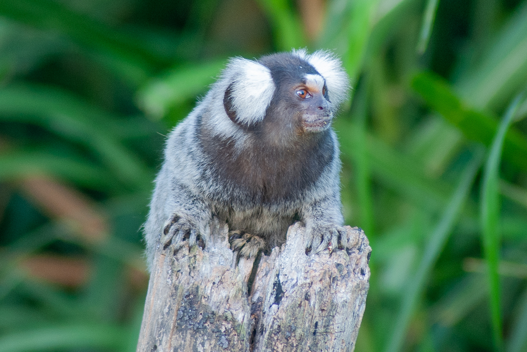 Callithrix jacchus (Linnaeus, 1758)