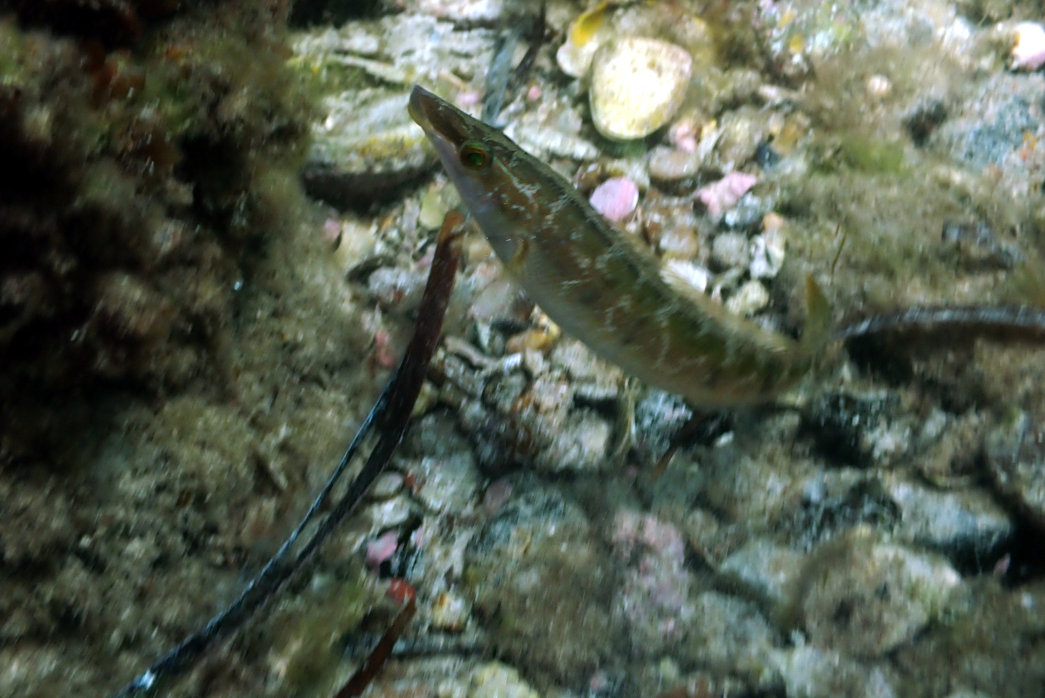 Haletta semifasciata (Valenciennes, 1840)