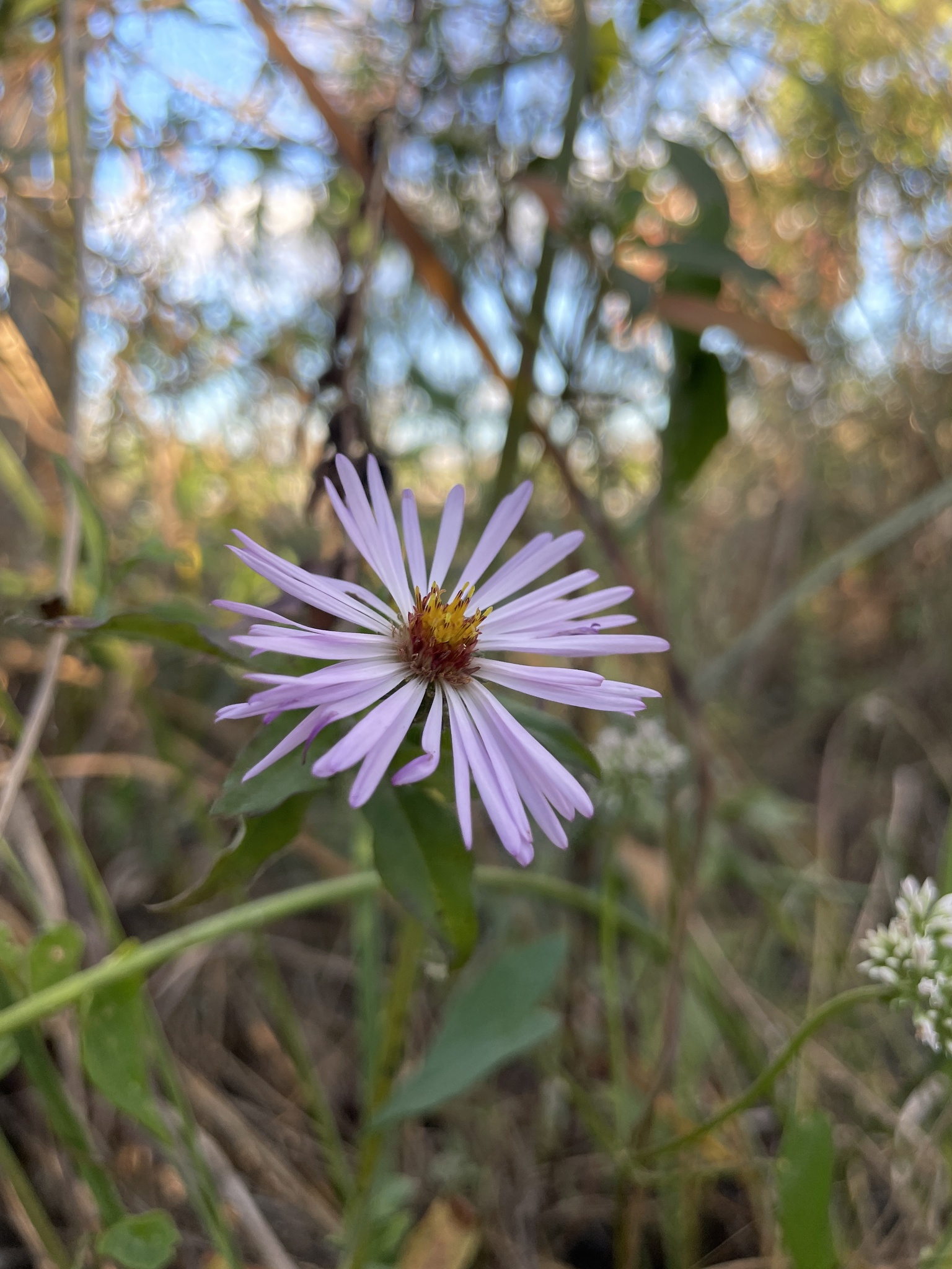 Ampelaster carolinianus (Walter) G.L.Nesom