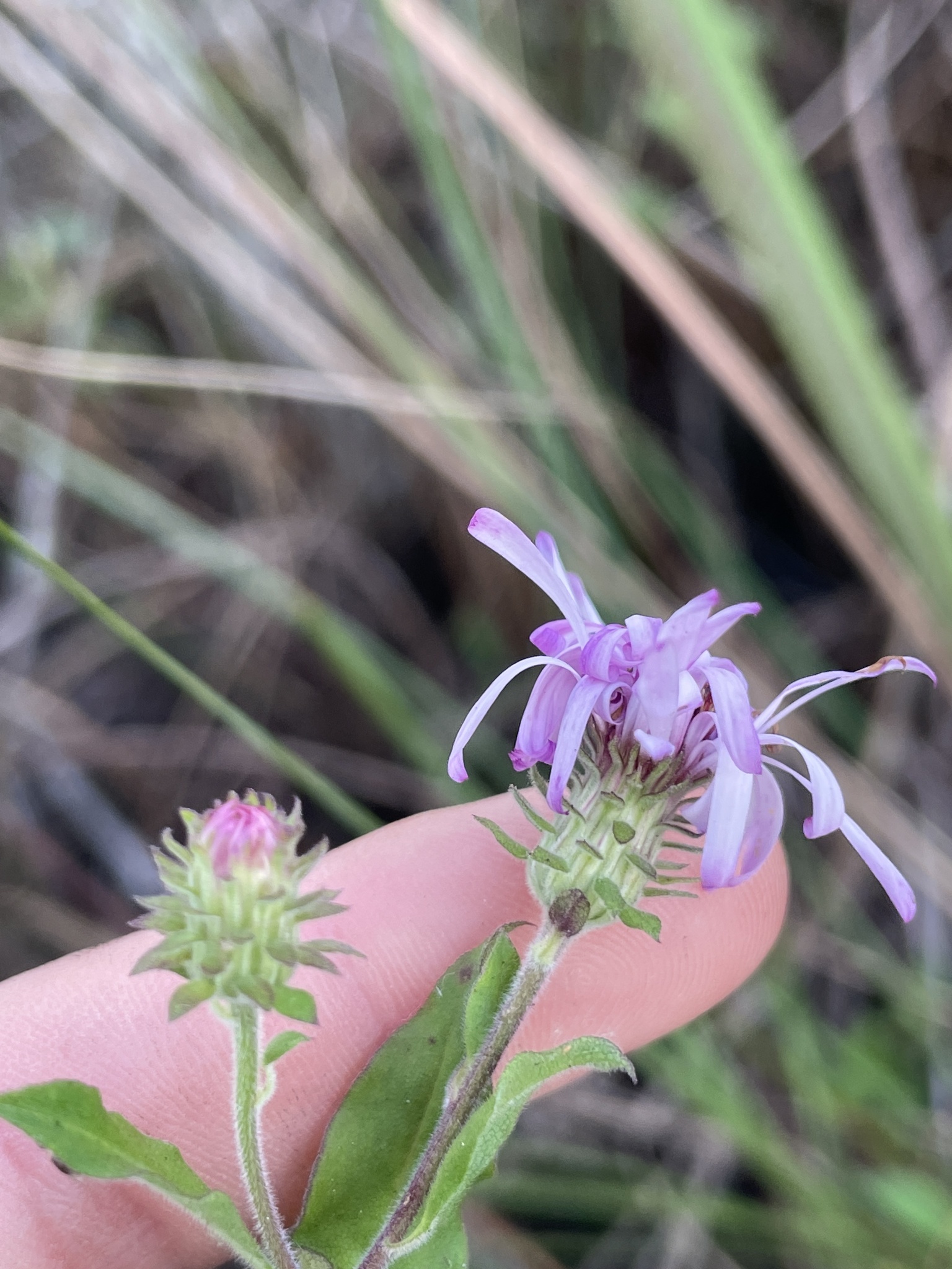 Ampelaster carolinianus (Walter) G.L.Nesom