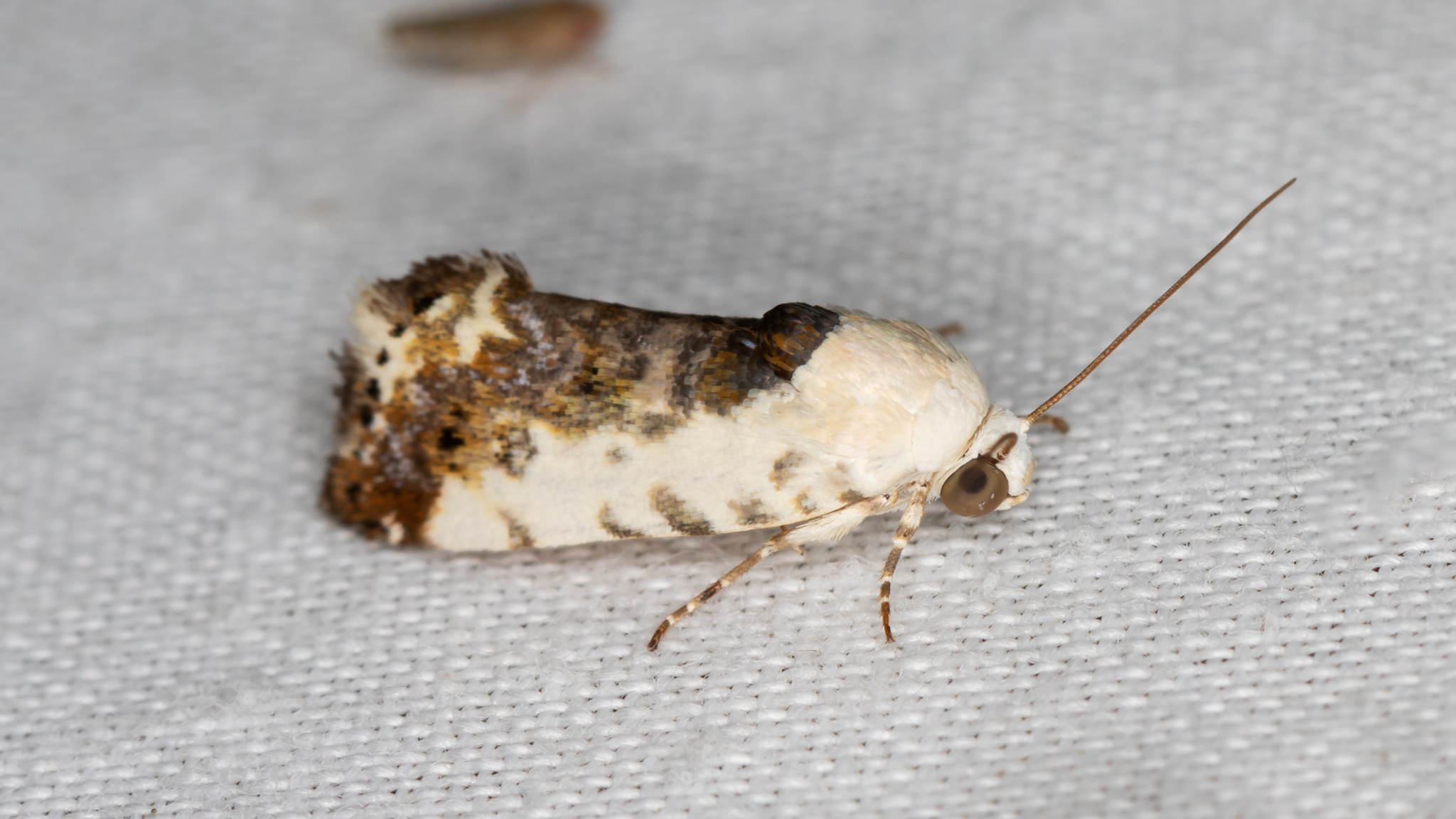 Acontia Ochsenheimer, 1816