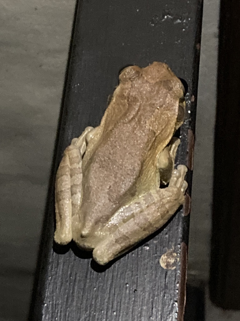 Drab Tree Frog from Diagonal 301, San Carlos, Provincia de Alajuela, CR on January 12, 2023 at ...