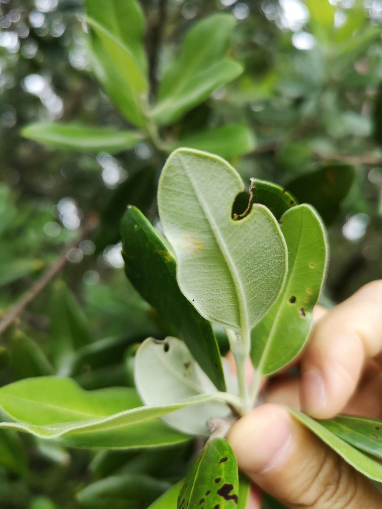 Myrtle Rust from Auckland 1071, New Zealand on January 13, 2023 at 12: ...
