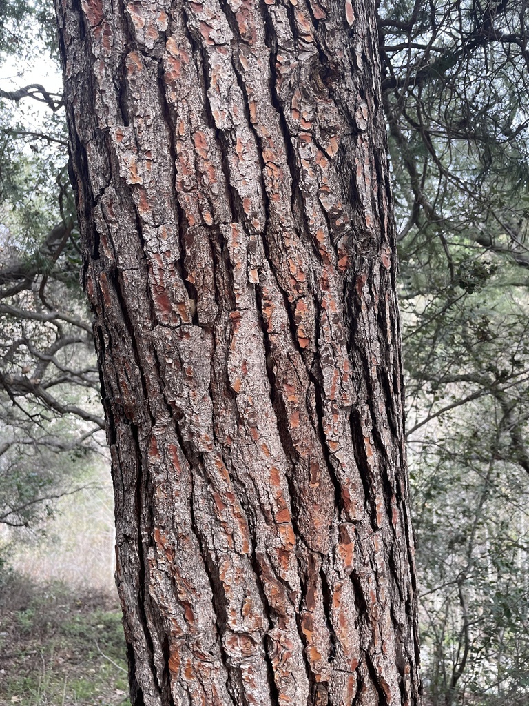 hard pines from N Arroyo Blvd, Pasadena, CA, US on January 12, 2023 at ...