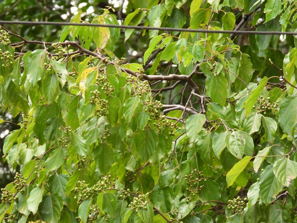 Japanese Raisin Tree from Iguazú, AR-MN, AR on January 12, 2023 at 12: ...