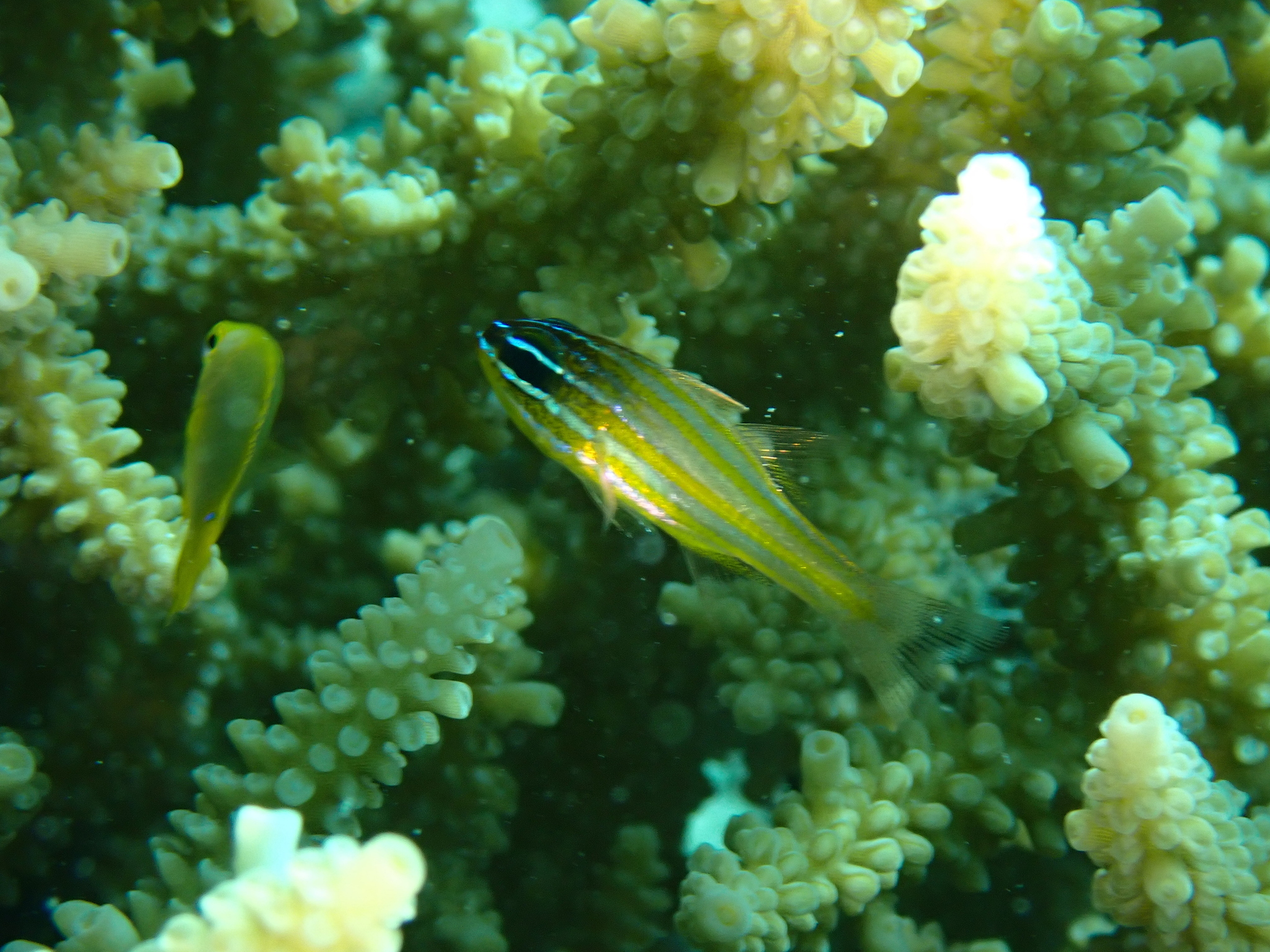 Apogonidae