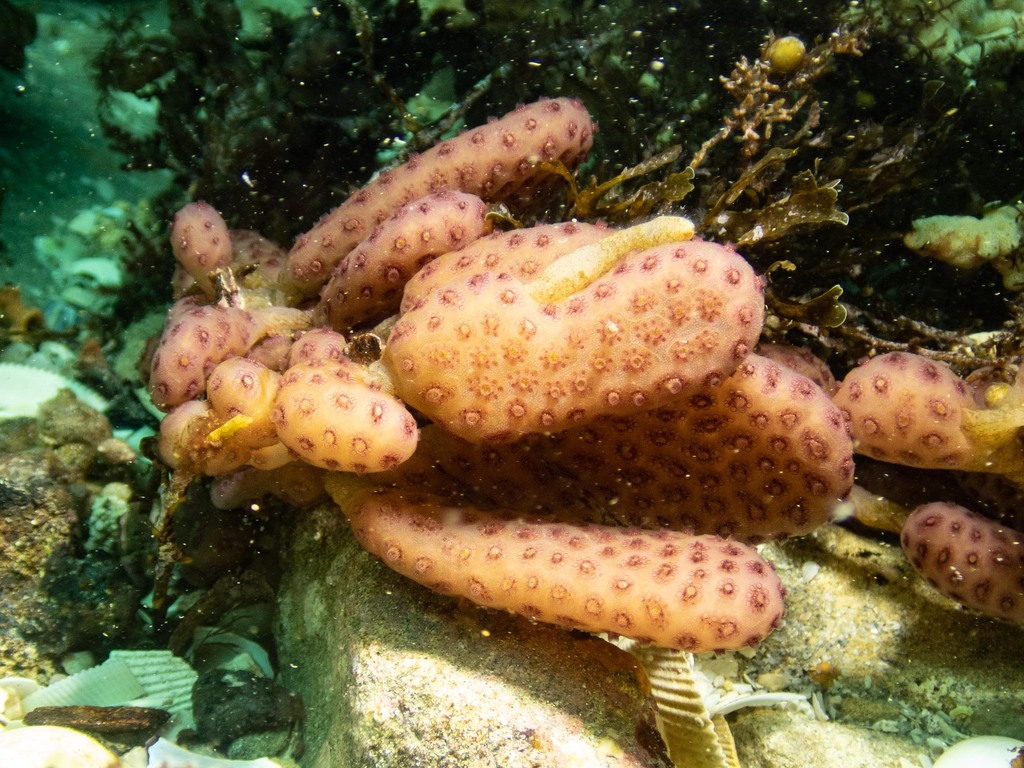 Botrylloides perspicuus from Mornington P'sula - South, AU-VI, AU on ...