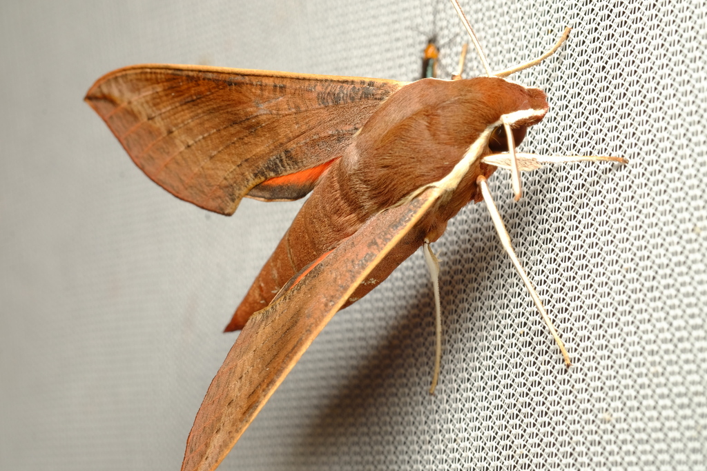Coprosma Hawk Moth from Anglesea VIC 3230, Australia on January 11 ...