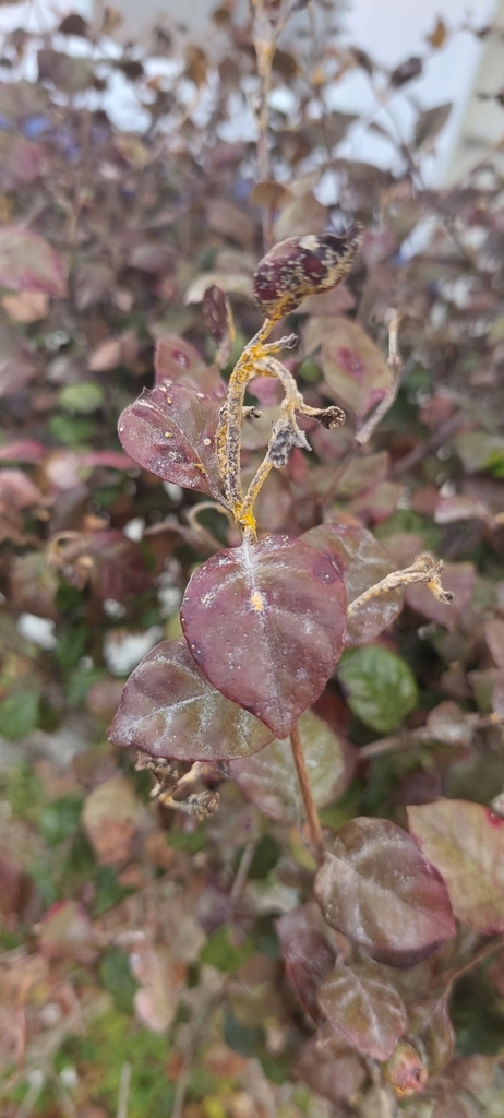 Myrtle Rust from Hokitika 7810, New Zealand on January 13, 2023 at 09: ...