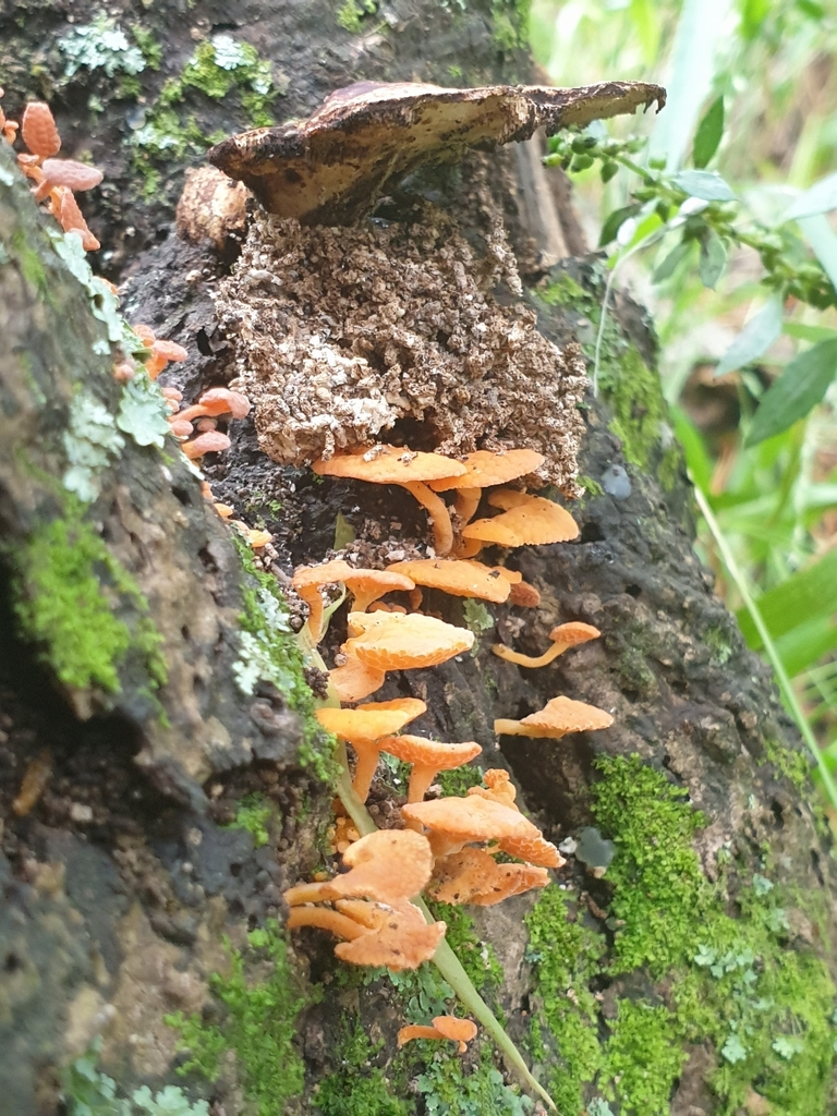 orange pore fungus in January 2023 by squeakysneaker · iNaturalist