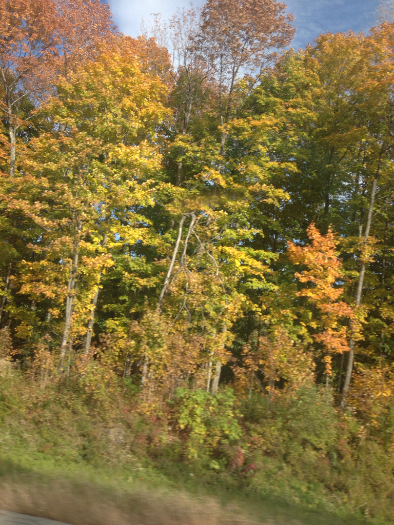 sugar maple from I-89 N, Williamstown, VT, US on October 12, 2015 at 03 ...