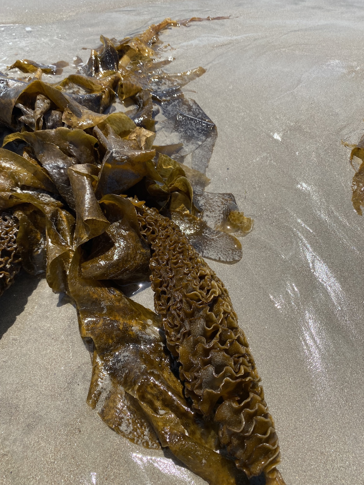 Undaria pinnatifida (Harv.) Suringar