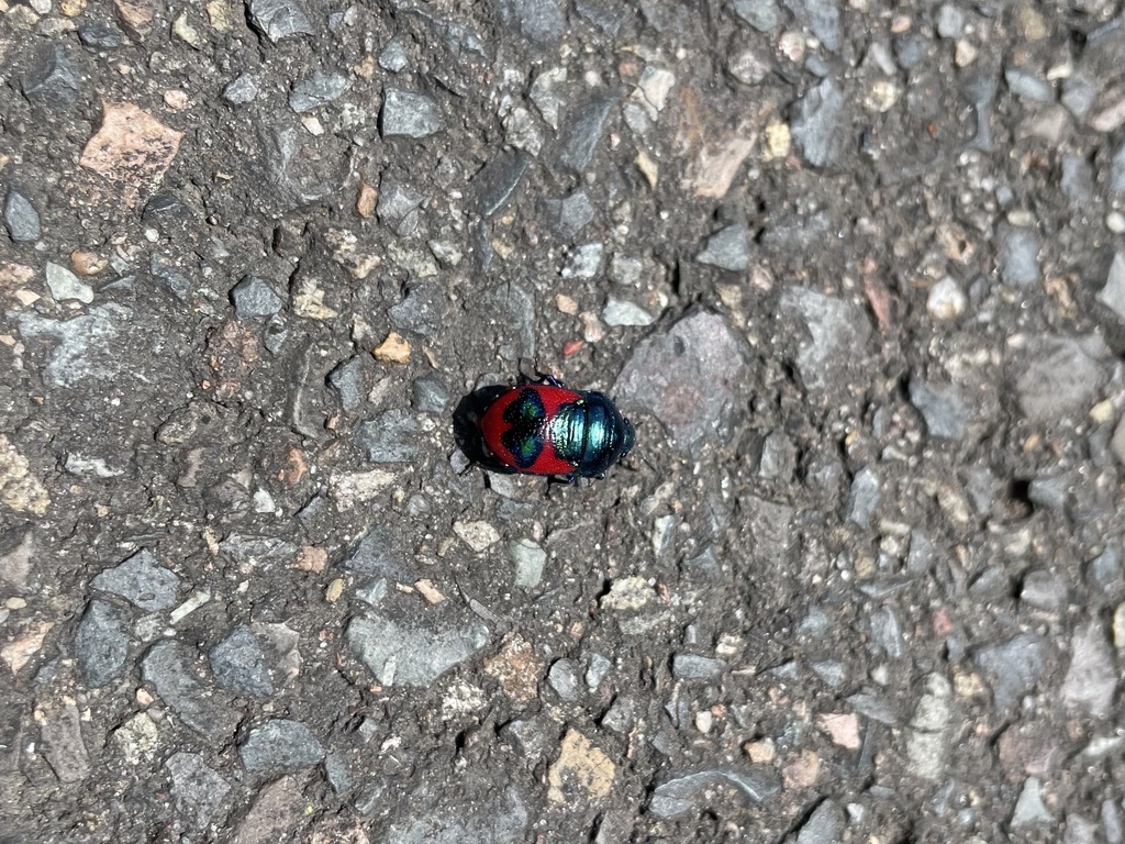 Red Jewel Bug from Lisgar Gardens, Hornsby, NSW, AU on January 12, 2023 ...