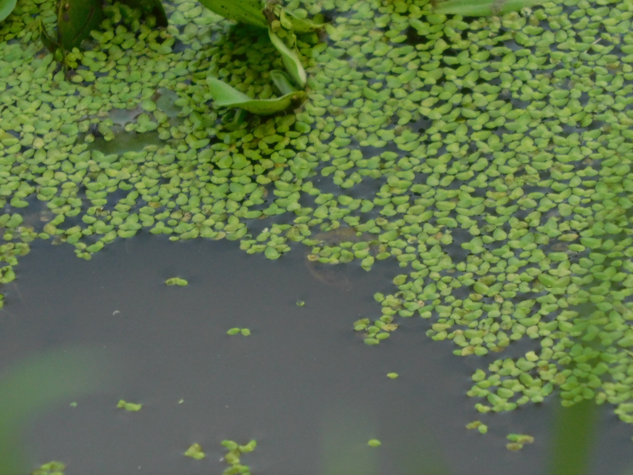 Lemna minor L.