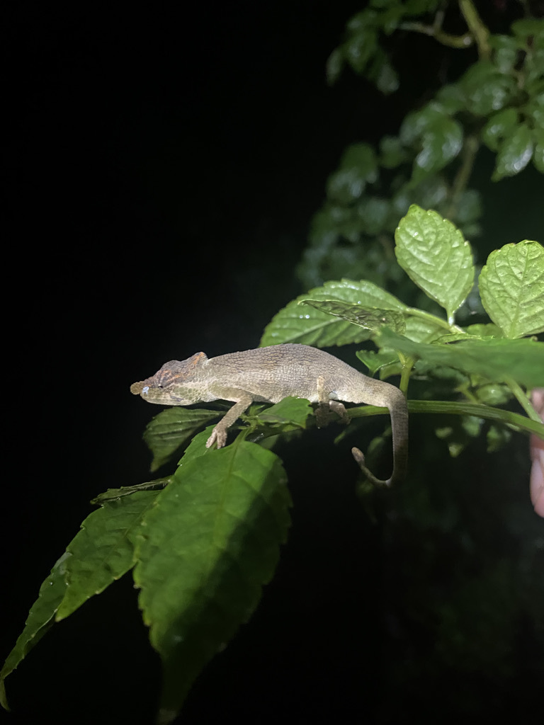 Calumma fallax (Mocquard, 1900)