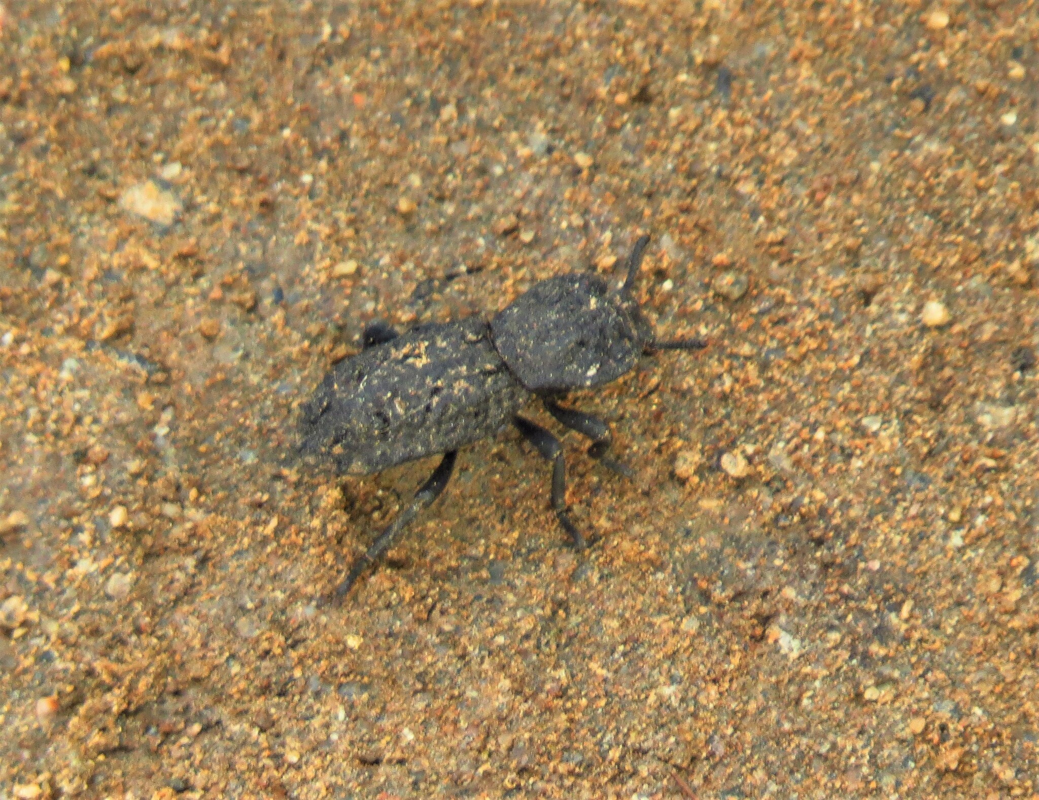 Zopheridae