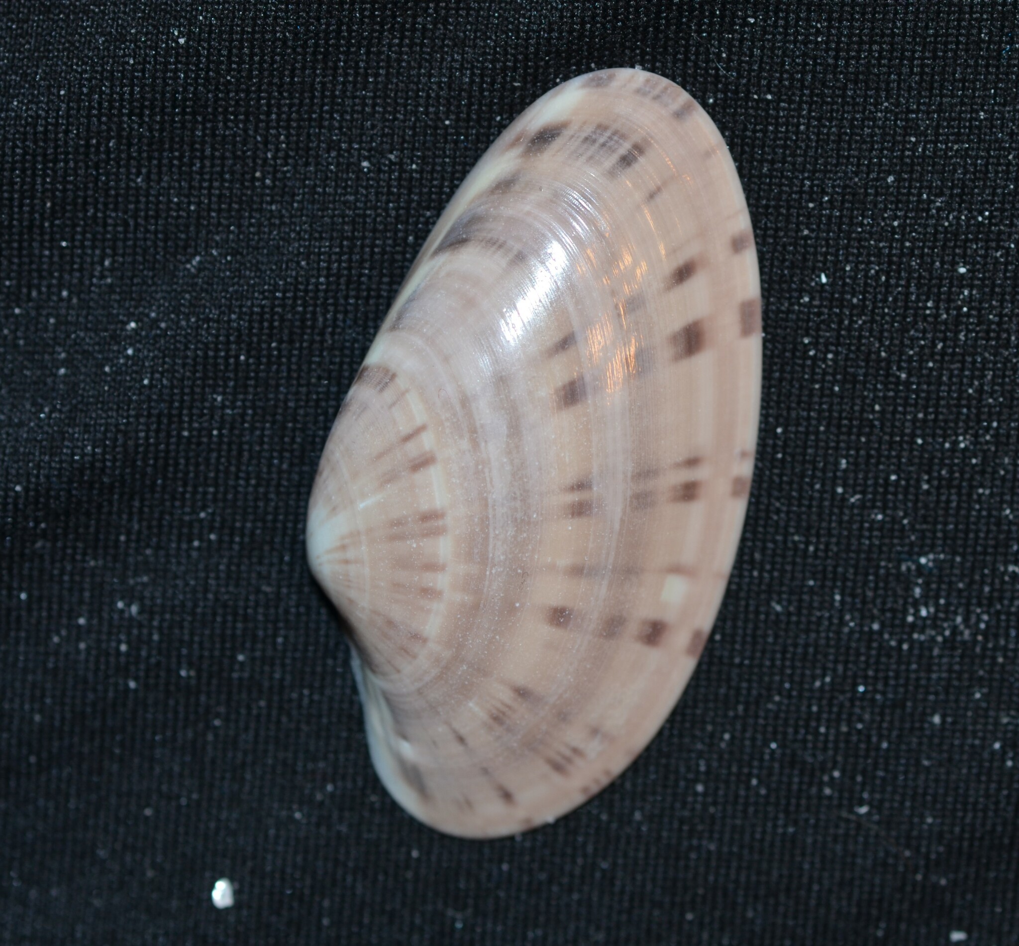 Macrocallista Meek, 1876