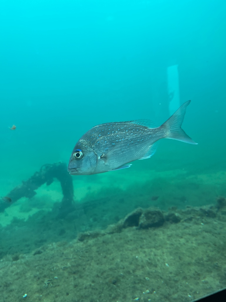 Snapper from Busselton Jetty, Busselton, WA, AU on January 13, 2023 at ...