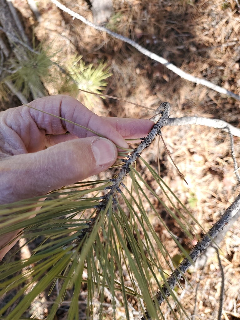 American hard pines from Fergus, Montana, United States on January 12 ...