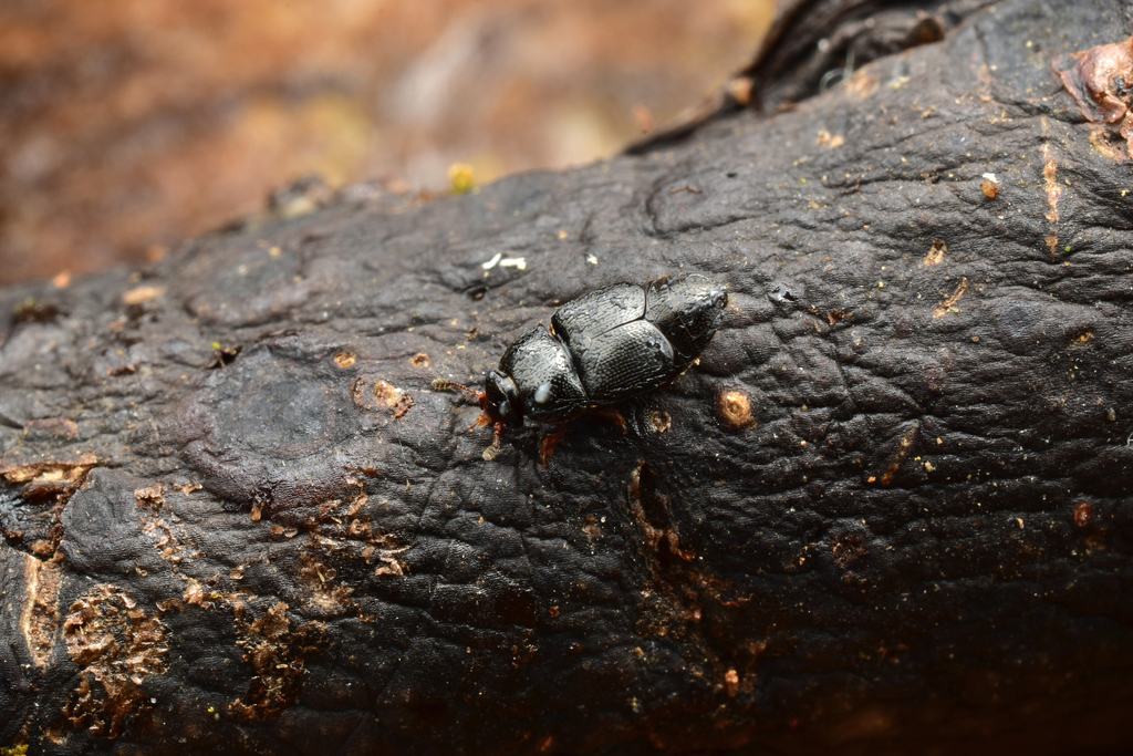 Colopterus from Purires, San Pablo, Turrubares, San José, Costa Rica on January 10, 2023 at 08: ...