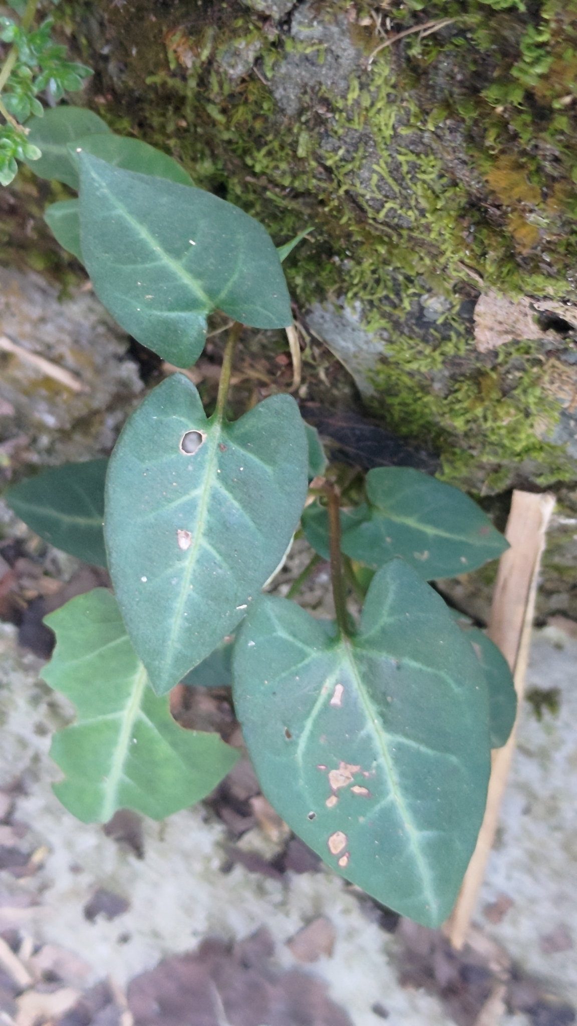 Fallopia multiflora (Thunb.) Haraldson