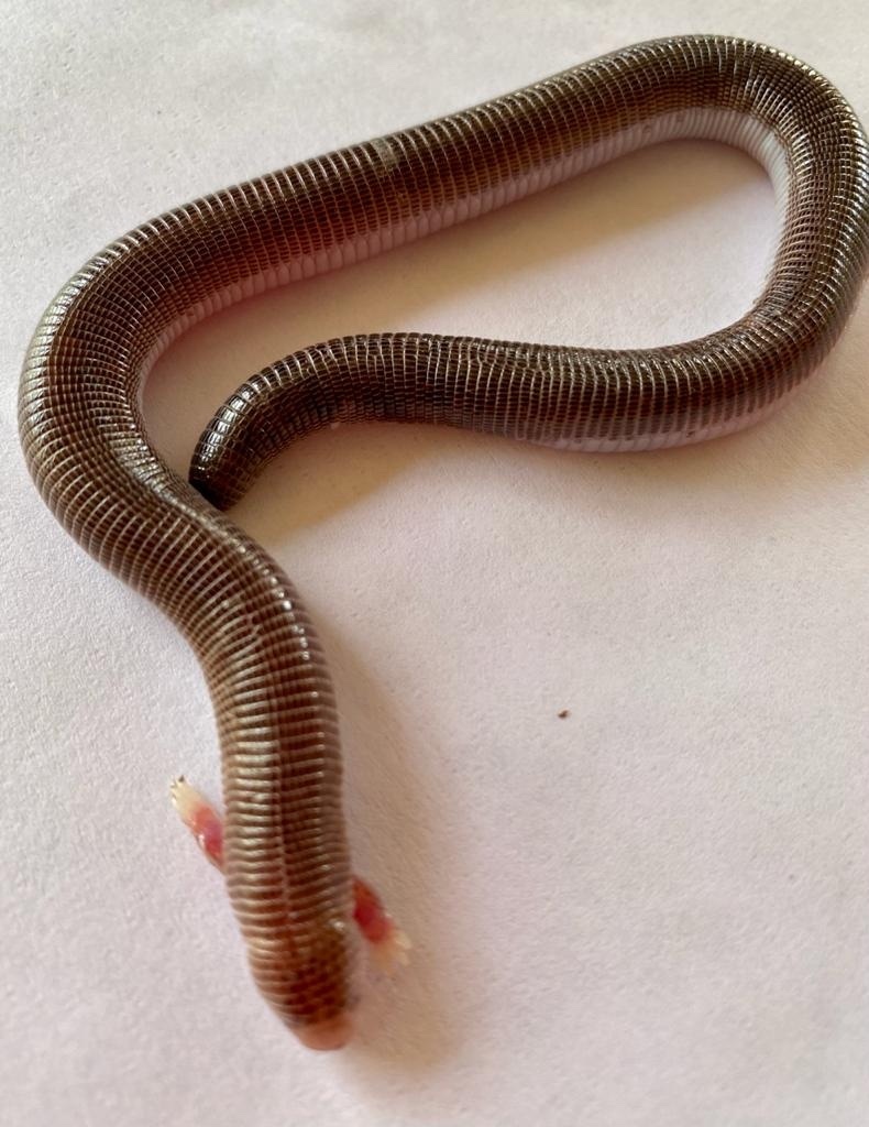 Four-toed Worm Lizard (Bipes canaliculatus) - Snakes and Lizards