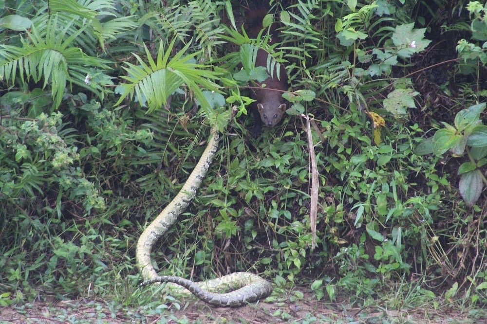 Galidia elegans I.Geoffroy Saint-Hilaire, 1837