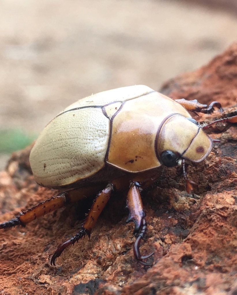 Anoplognathus macleayi from Hidden Valley Rd, Pukatja, SA, AU on ...