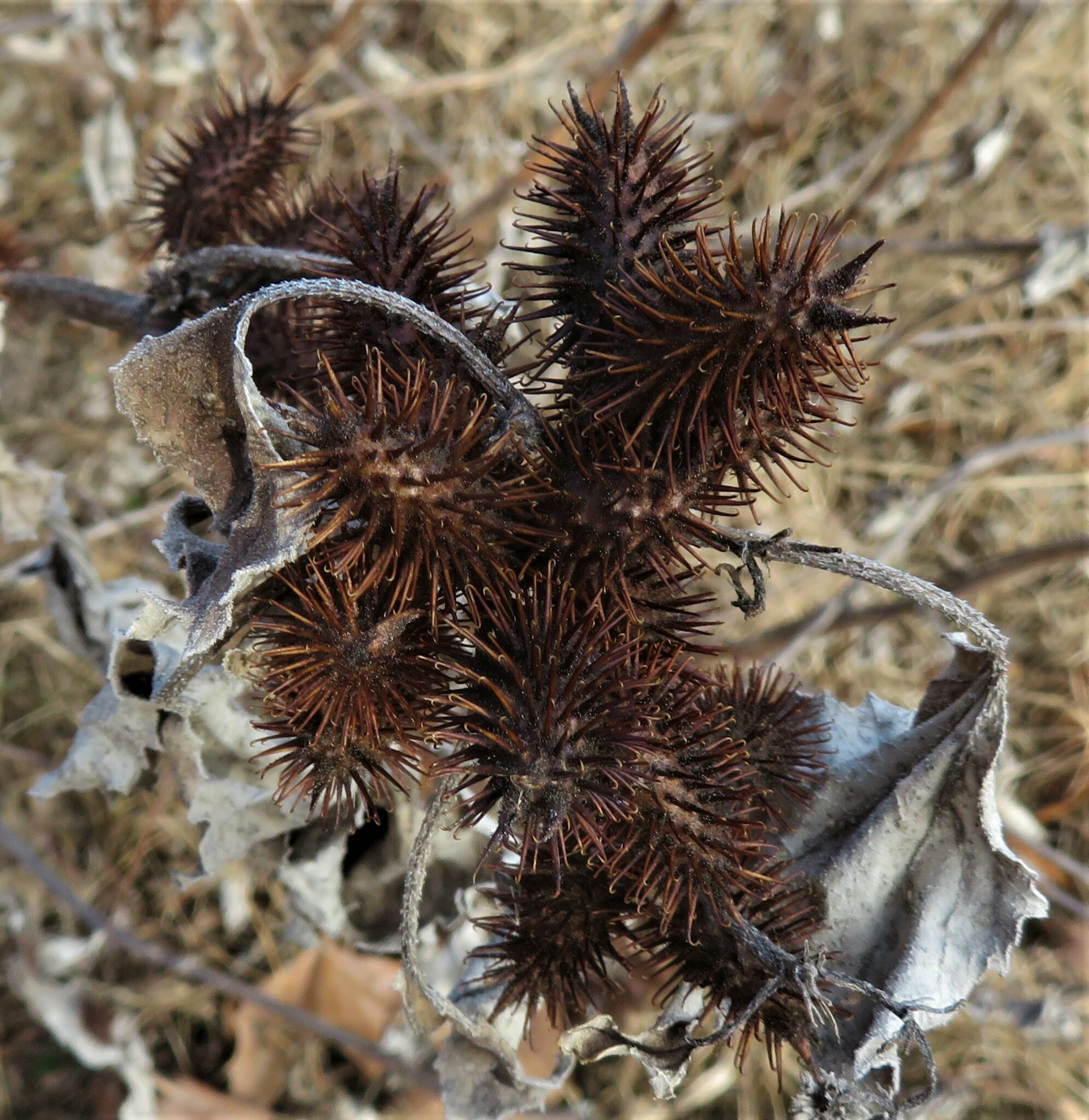 Xanthium L.